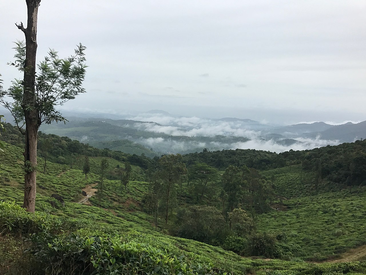 The Word for Tea: A Question of Geography - Byzantine Emporia